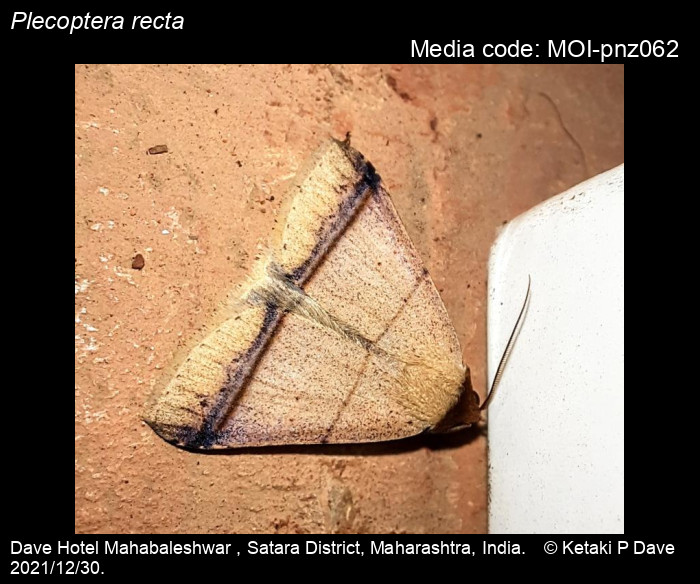 Plecoptera recta (Pagenstecher, 1886) - | Moths